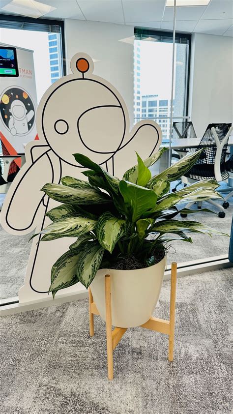 The Wright Gardner On Linkedin Officeplant Greenoffice Plantlovers