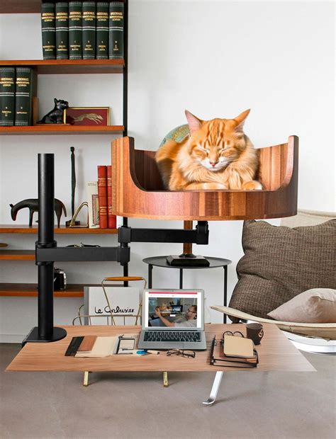 Male Cat Nipples Understanding Their Purpose And Function Desk Cat Nest