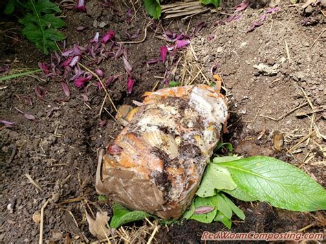 Vermi Pit Garden 7 27 19 Red Worm Composting