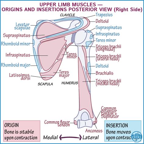 Upper Limb Origins And Insertions Diagram