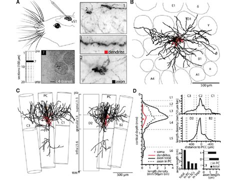 Dendrite Labeled