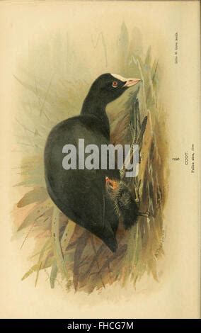 Die Vogelillustrationen Aus Dem 19 Jahrhundert Mit Farbigen Vogelplatten Bieten Eine