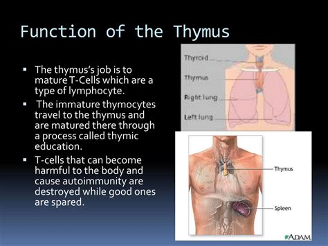 Ppt Immune System Powerpoint Presentation Free Download Id 2140110