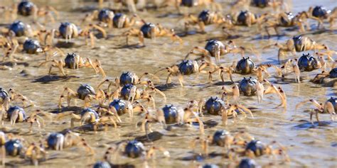 Turing Completeness For Non Cs Majors Felix Blog