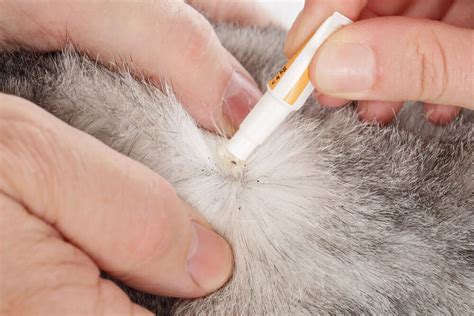 How To Get Rid Of Fleas On Your Cat
