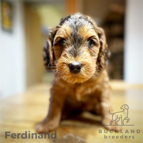 Cockapoo Puppies For Sale Devon Buckland Breeders