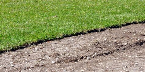 How To Revive Dead St Augustine Grass Gfl Outdoors