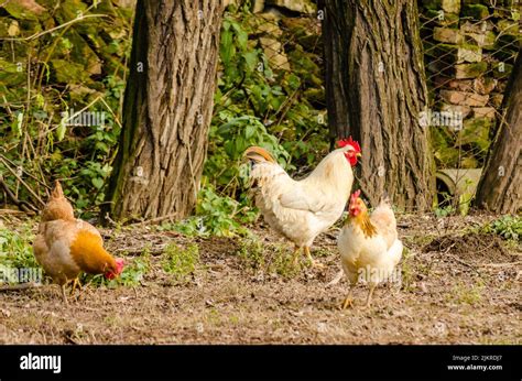 A Beautiful Young Rooster Classic White Color A Beautiful Young