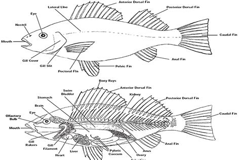 The Anatomy Of Fish