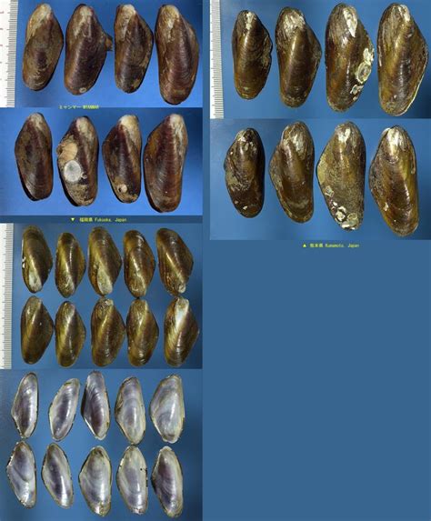 Microshells Modiolus Metcalfei コケガラス
