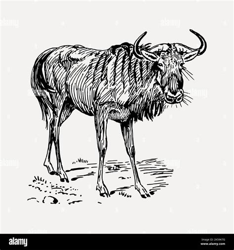 Gnu Drawing Vintage Animal Illustration Vector Stock Vector Image And Art Alamy Gnu Drawing Vintage Animal Illustration Vector Stock Vector Image And Art Alamy