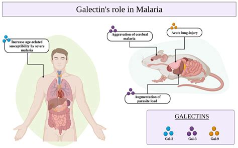 Galectins In Protozoan Parasitic Diseases Potential Applications In