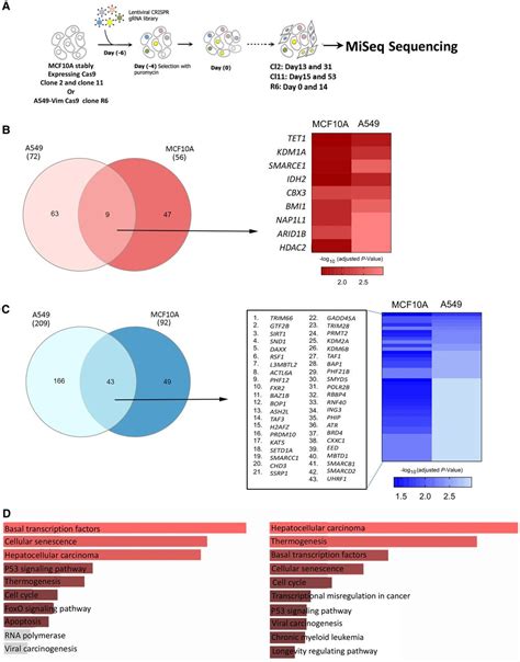 Pan Cancer Multi Omics Analysis And Orthogonal Experimental Assessment Of Epigenetic Driver Genes