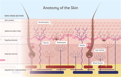 Layers Of Skin Diagram