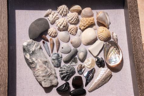 Shell Shadow Box Grey Scheme Etsy