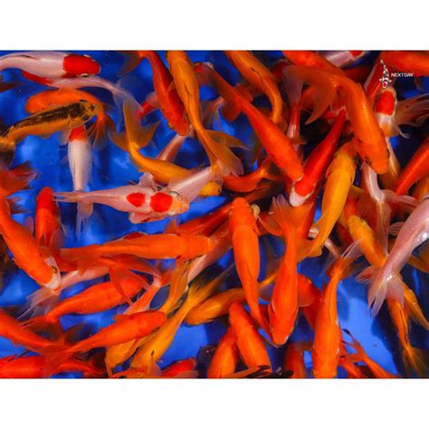 3 4 Imported Mixed Wakin Goldfish Next Day Koi