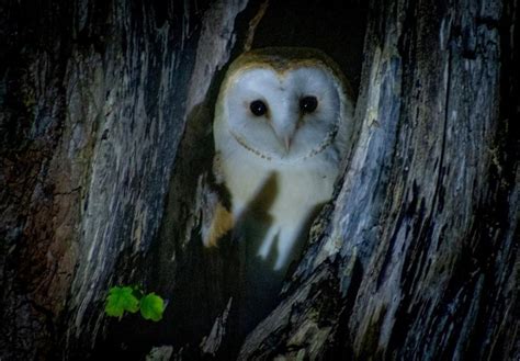 Female Barn Owl Wing Pattern [oc] R Superbowl