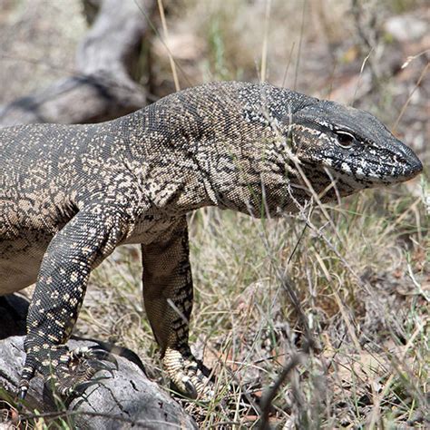 Are Goannas Poisonous
