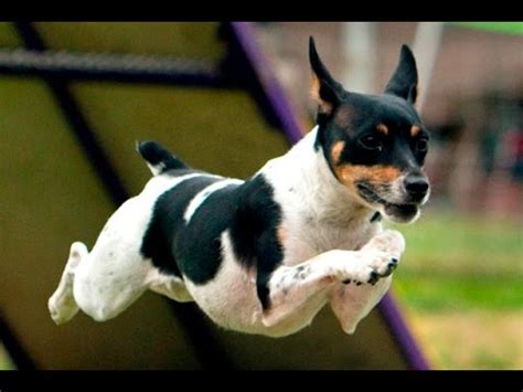 How To Train A Rat Terrier Training Youtube