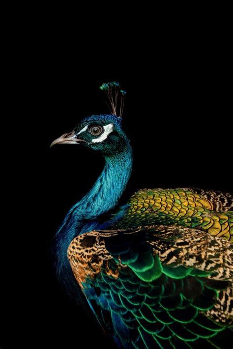 Coloring Peacock Colour Peacock Color Shifting Holographic Nail Polish