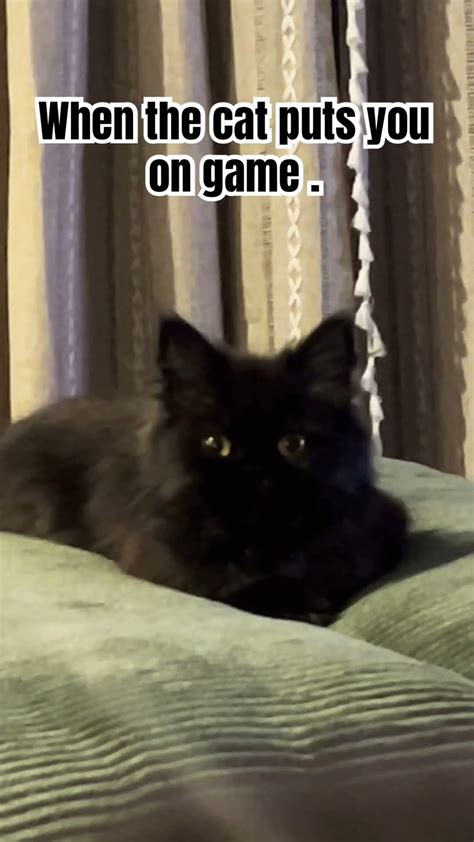 Kitty Cat Facts 😵 Kitten Catbreed Thefunnycatlady Cat Funnypets