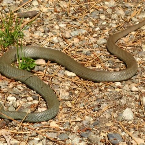 Coluber Constrictor Etheridgei Facts Diet Habitat And Pictures On