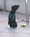 Categorydogs Howling Wikimedia Commons