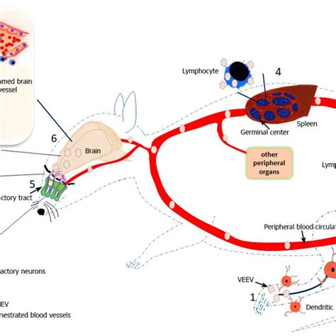 Biphasic Replication Of Veev In Mice Mice Infected Via Veev Footpad Download Scientific