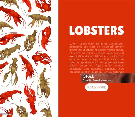 바다 랍스터 배너 디자인 날 것과 요리 된 해양 해산물 벡터 템플릿 갈고리 발톱에 대한 스톡 벡터 아트 및 기타 이미지 갈고리 발톱 갑각류 개념 Istock