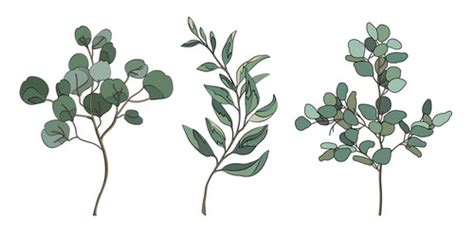 Eucalyptus Vector Images Over 17000