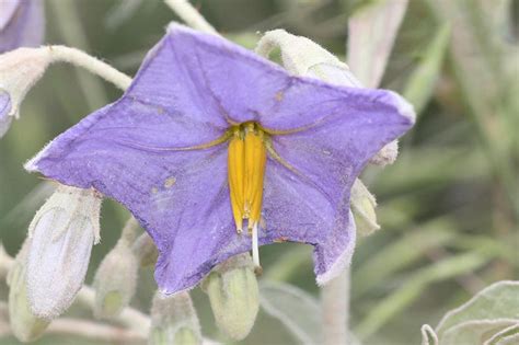 Silverleaf Nightshade Oklahoma State University