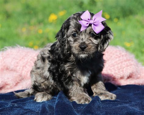 New Orleans Cockapoos