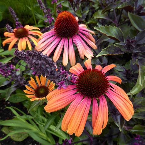 Plant Annies Annuals And Perennials Your Garden Will Never Be The Sa Rogers Gardens