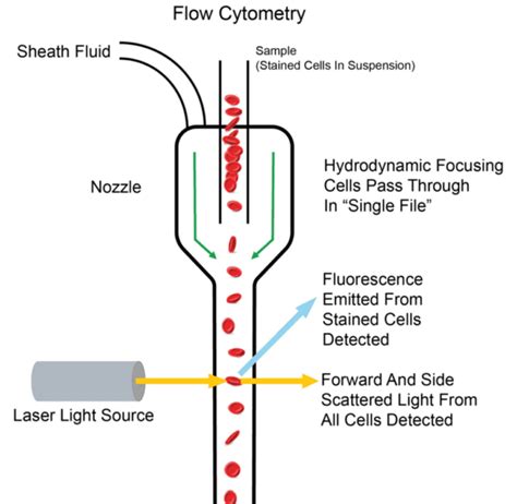 Flow Cytometry Diagram
