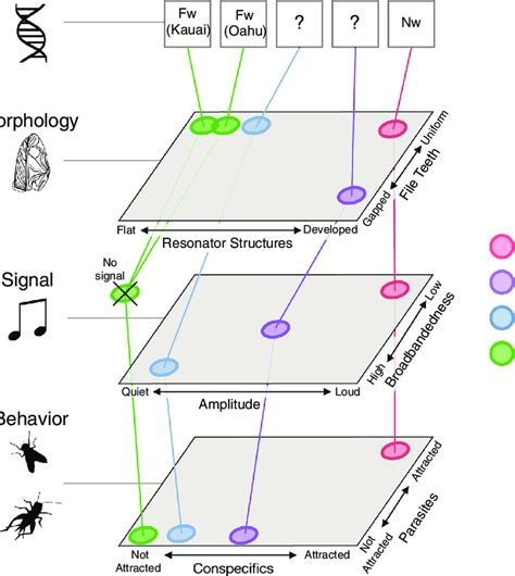 A Schematic Of The Causes And Consequences Of Sexual Signal Diversity