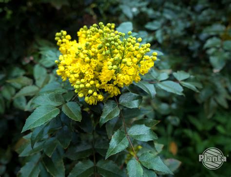 Mahonia Czy Ostrokrzew Liściaste Krzewy Zimozielone W Ogrodzie