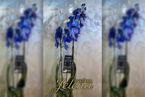 Plava Orhideja Kao Poklon Cvećara Jelena