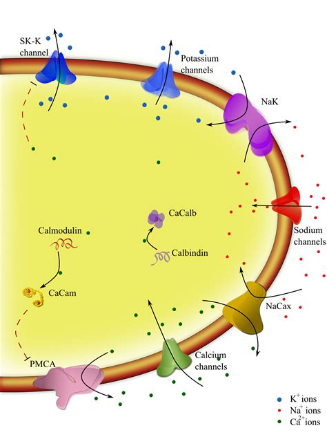 Francis Garcia Middleton 2012 Spherical Cellml — Physiome Model Repository