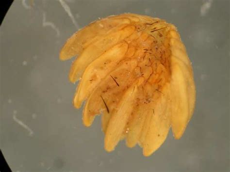 Larva I De Dermatobia Hominis Linnaeus Jr 1781diptera