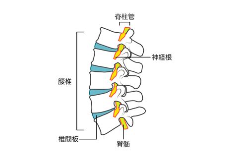 腰痛の解剖1 〜腰椎構造と役割〜 整体院kon Company佐賀県佐賀市