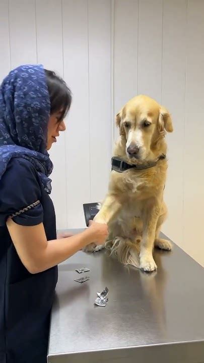 سگ گلدن رتریور خوش هیکل Youtube