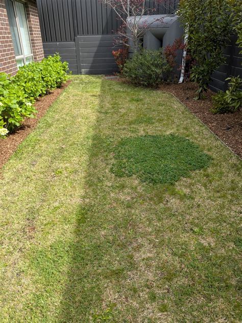 How To Improve Patchy Grass And Remove W Bunnings Workshop Community