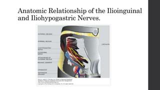 Usg Guiding Iliohypogastric Nerve Blockpptx