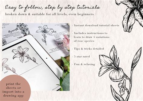 How To Draw Lilies 4 Step By Step Digital Worksheets Etsy