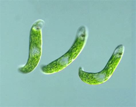 Protist Images Euglena