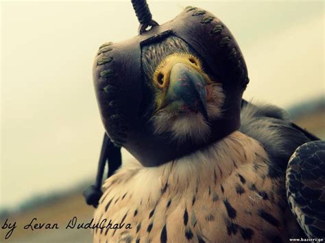 მტაცებელი ფრინველების სურათები ბაზიერი ფოტოალბომი მონადირეების საიტი