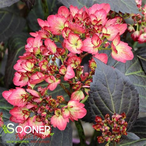 Eclipse® Hydrangea Sooner Plant Farm