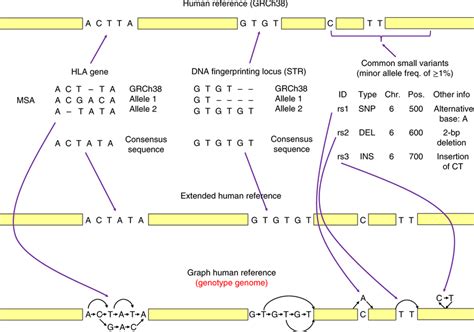 Construction Of The Graph Human Reference That Is A Genotype