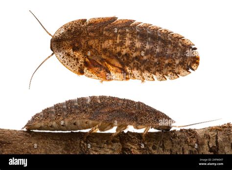 Edgars Trilobite Cockroach Laxta Rieki Composite Showing Different