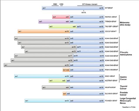 Braf Fusions Identi Fi Ed In Melanoma And Other Cancer Types